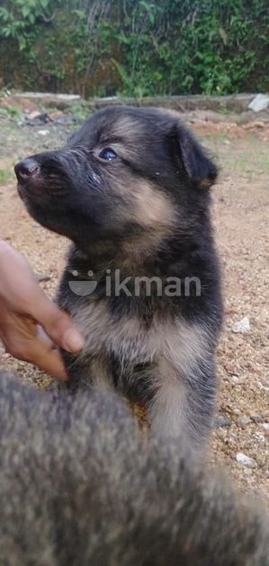 German Shepard Dog for Sale in Matugama | ikman