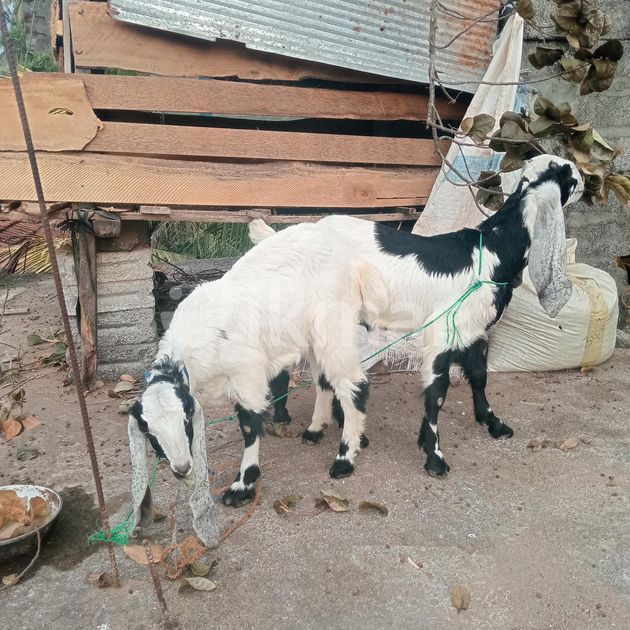 Jamunapari Goat for Sale in Nattandiya | ikman