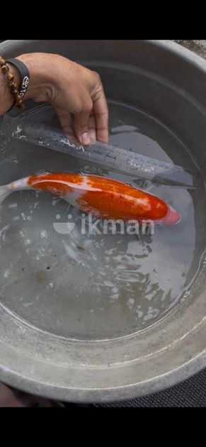 Japanese Koi Fish for Sale in Hanwella | ikman