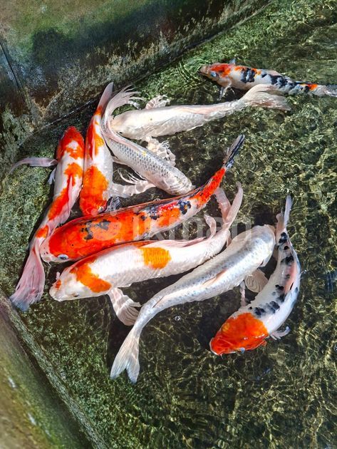 Koi Fish for Sale in Kottawa | ikman
