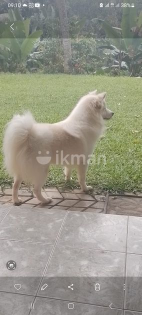 Japanesepit for Crossing for Sale in Katugastota | ikman