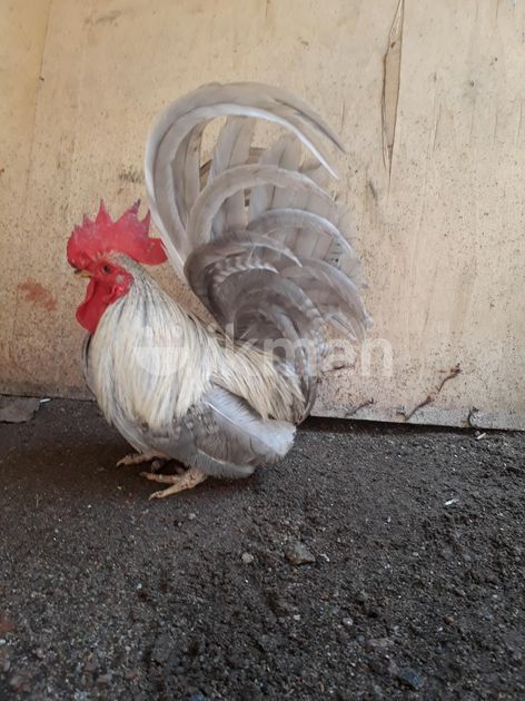 Blue Bantam for Sale in Dehiwala | ikman