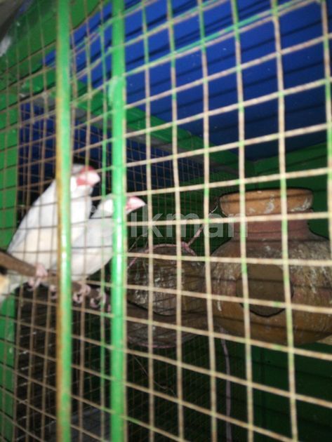 Java Breeding Pairs in Kottawa | ikman