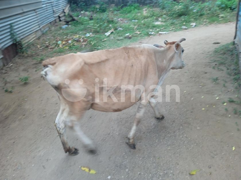 Jersey Cow in Jaffna City | ikman