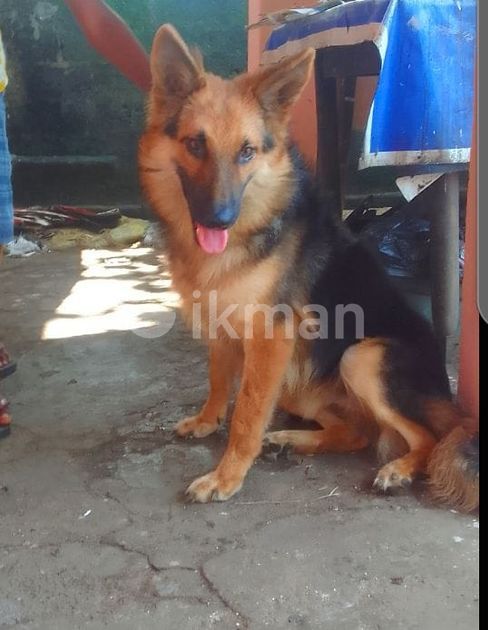 German Shepherd Dog for Sale in Moratuwa | ikman