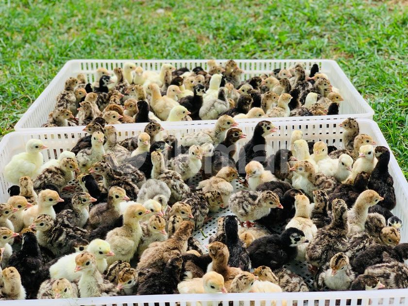 කාලුකුම් පැටවුන්.day old turkey chicks for Sale in Kuliyapitiya | ikman