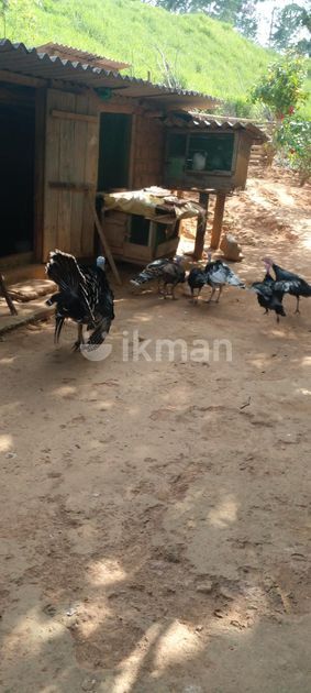 Kalukum Kukulo in Welimada | ikman