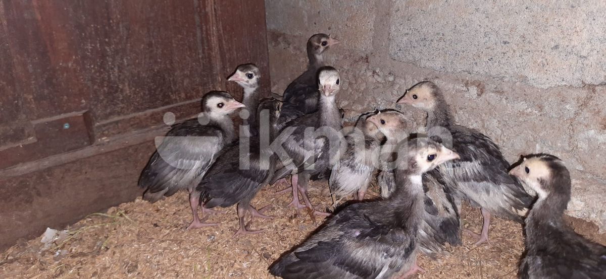 Kalukum(Turkey) in Digana | ikman