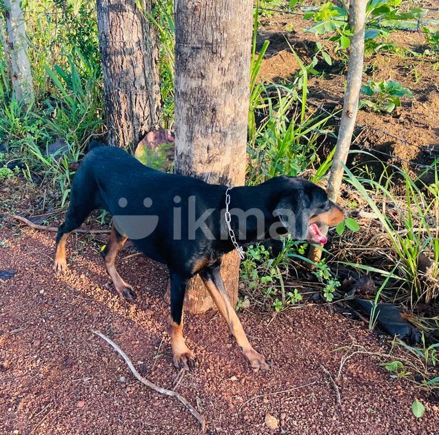 Doberman Dog for Sale in Colombo 4 | ikman