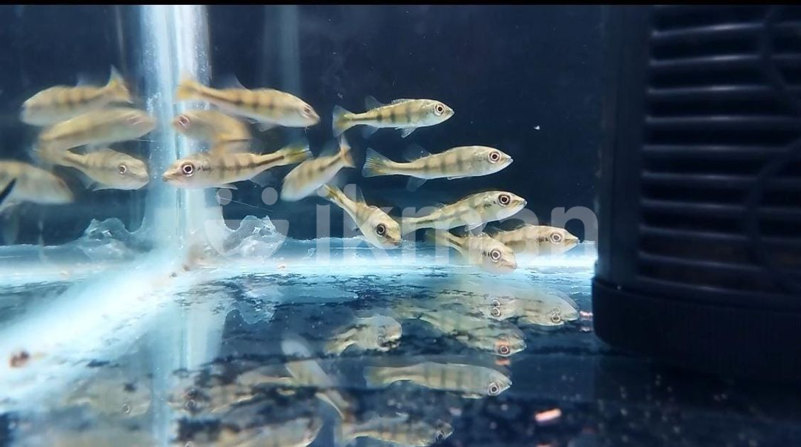 Kelberi Peacock Bass for Sale in Colombo 10 | ikman