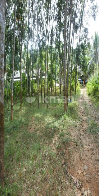 Kesbewa : 940P Highly Commercial Land for Sale | ikman