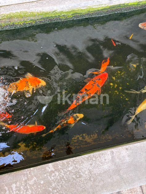 Koi Carp Fish for Sale in Colombo 5 | ikman
