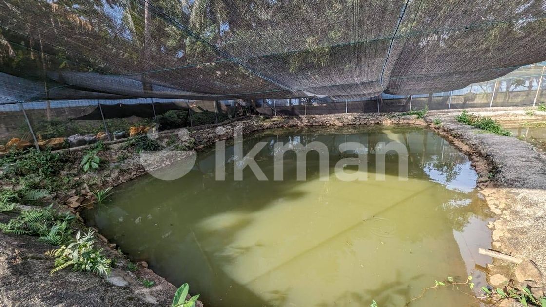Koi Fish Farm for Sale in Kadawatha | ikman
