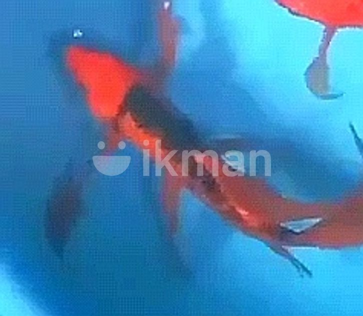 Koi Fish for Sale in Colombo 13 | ikman