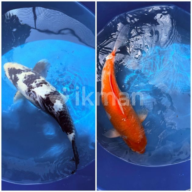 Koi Fish for Sale in Kottawa | ikman