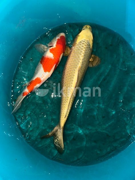 Koi Fish for Sale in Godagama | ikman