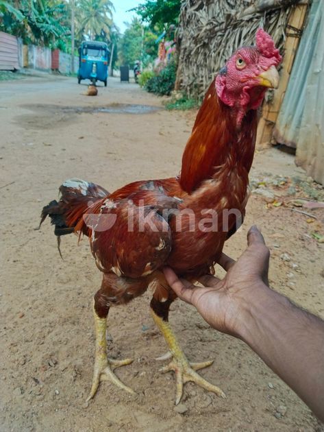 Seval Rooster for Sale in Jaffna City | ikman