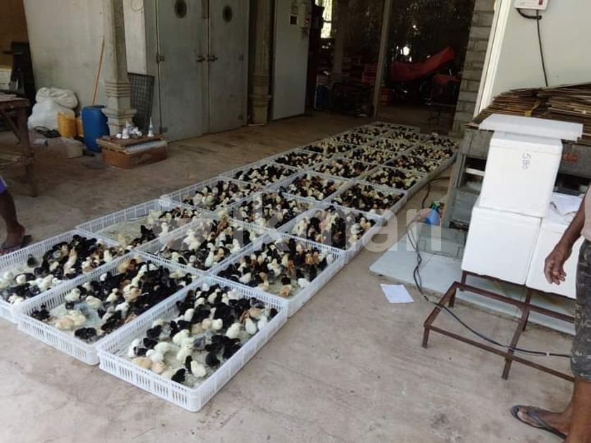 Kukul Pataw for Sale in Ambalangoda | ikman