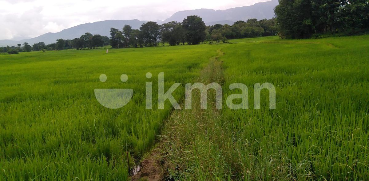 කුඹුරු ඉඩමක් විකිණීමට - මාපාකඩ | ikman