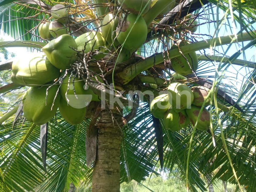 Kurunagala : 23 Acres Coconut Land for Sale in Katupotha | ikman