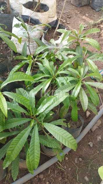 ලාවුලු පැළ (Lavulu Plants) for Sale in Homagama | ikman