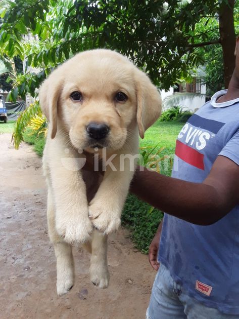 Labrador Dog for Crossing in Minuwangoda | ikman