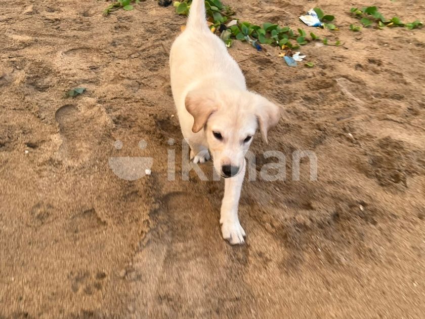Labrador Puppies for Sale in Beruwala | ikman
