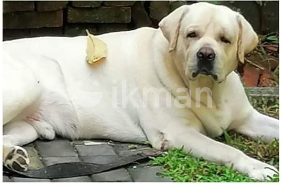 Labrador for Crossing for Sale in Piliyandala | ikman