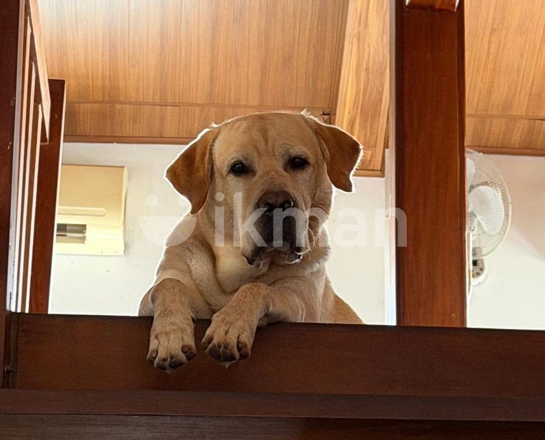 Labrador Dog for Crossing for Sale in Kaduwela | ikman