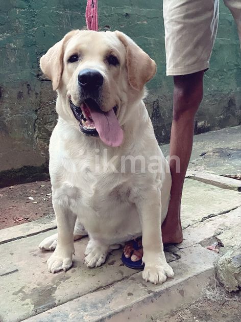 Labrador Dog for Crossing (Imported Bd) in Maharagama | ikman