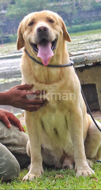 Labrador for Crossing for Sale in Homagama | ikman