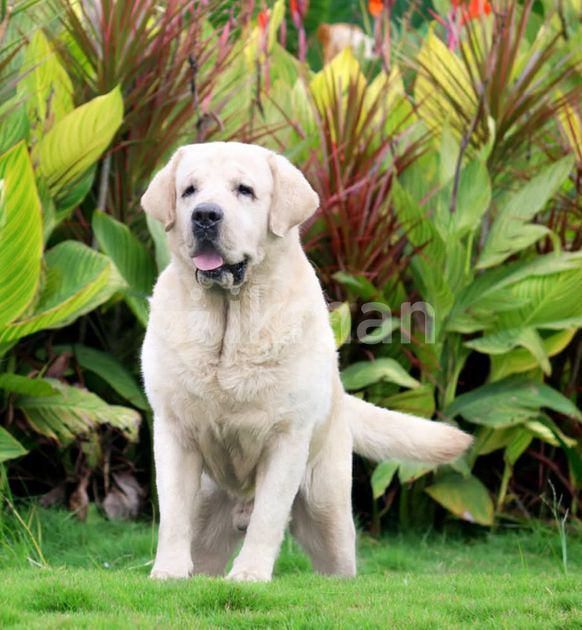 Labrador for Crossing -Male for Sale in Gampaha City | ikman