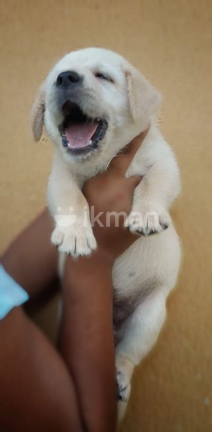 Labrador male puppy in Horana | ikman