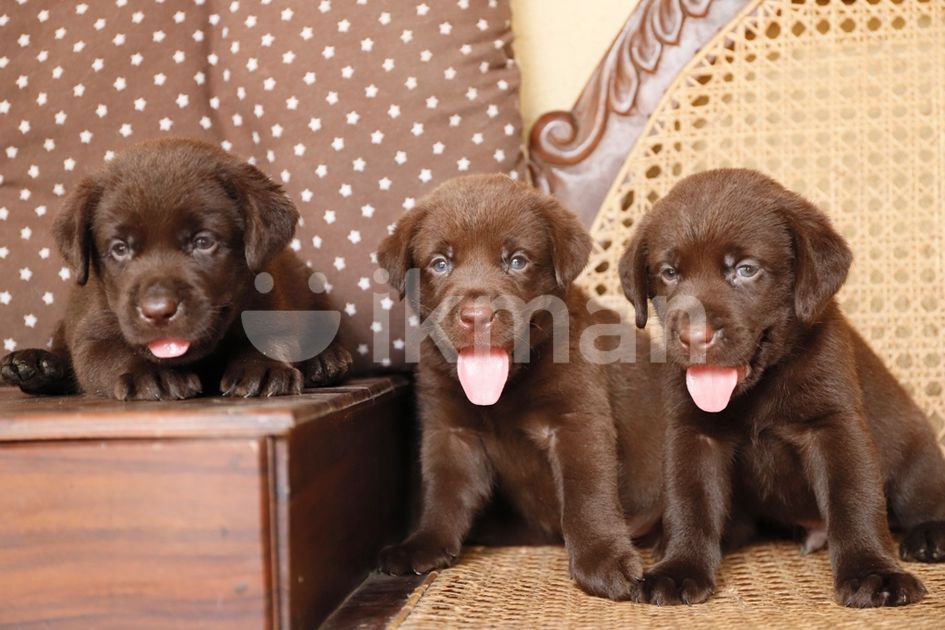 Labrador Puppies ( Chocolate Brown ) for Sale in Malabe | ikman
