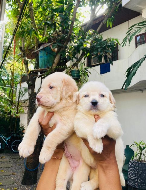 Labrador Puppies for Sale in Moratuwa | ikman