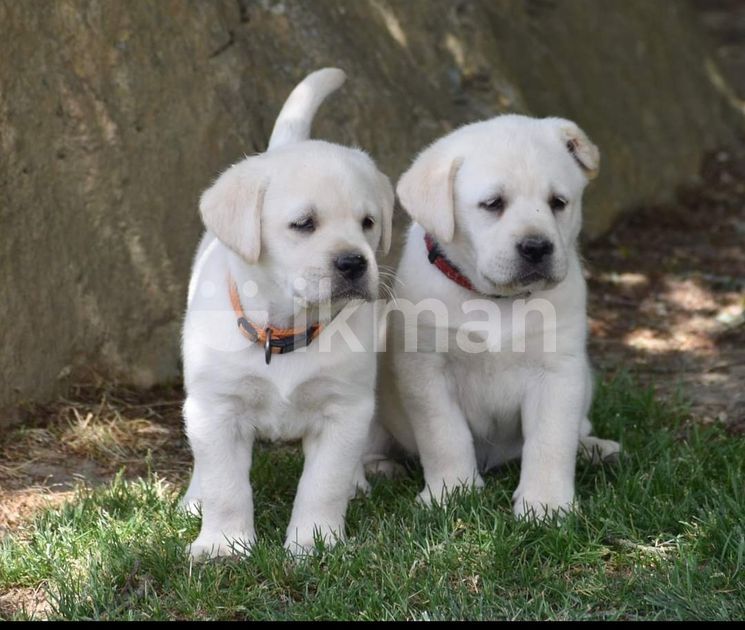 Labrador Puppies (Male Female Pure Breed) in Gampaha City | ikman