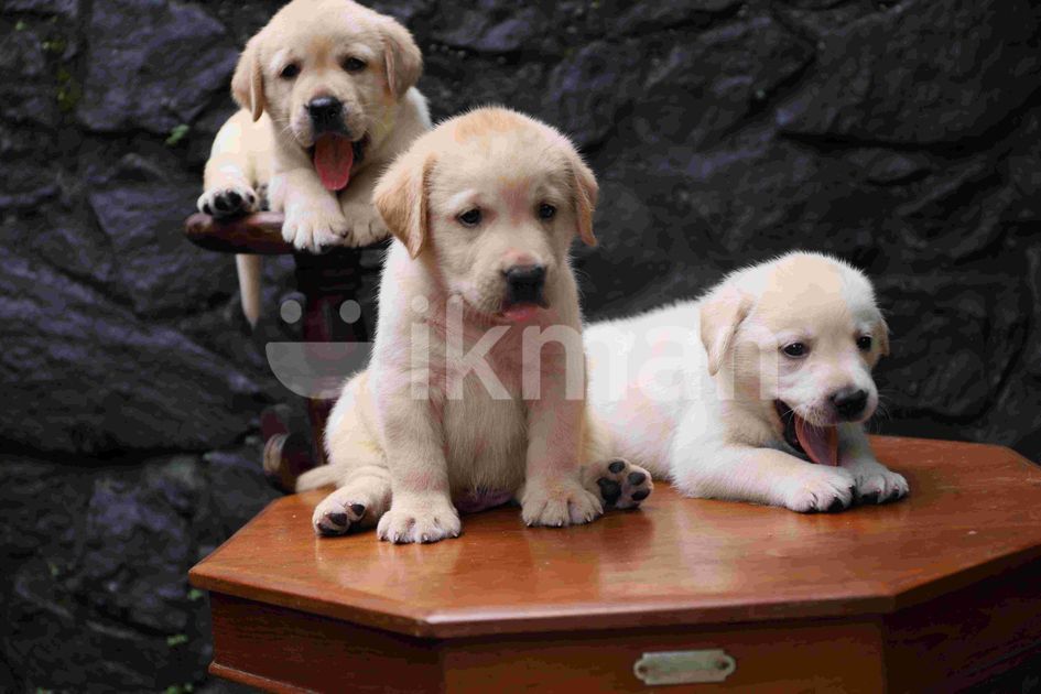 Labrador Puppies ( Pure Breed ) for Sale in Malabe | ikman