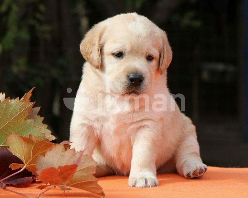 Labrador Puppies (Pure Breed) for Sale in Minuwangoda | ikman