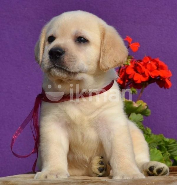 Labrador puppies (Pure Breed) for Sale in Gampaha City | ikman