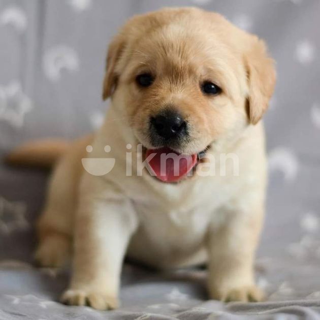 Labrador puppies (Pure breed) for Sale in Katunayake | ikman