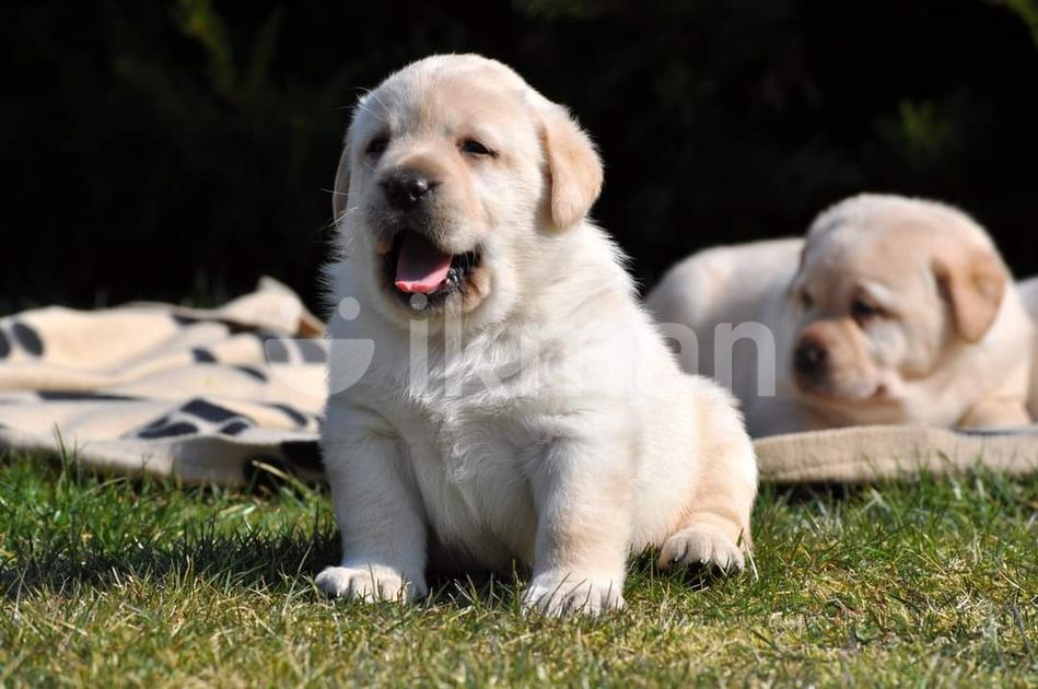 Labrador puppies (pure breed) for Sale in Gampaha City | ikman
