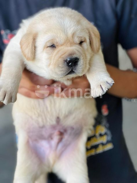 Labrador Puppies (pure Breed) for Sale in Gampaha City | ikman