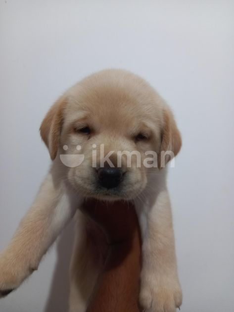 Labrador Puppy for Sale in Maharagama | ikman