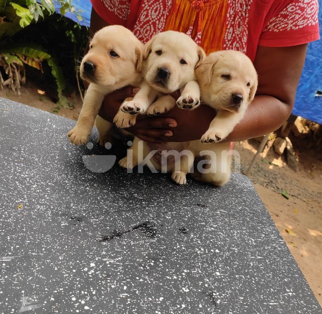 Labrador Retriever Gold Puppies in Katunayake | ikman