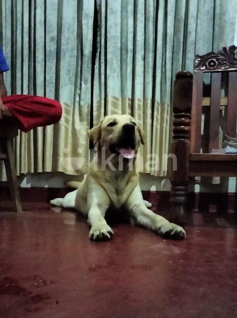 Labrador Retriever Male Dog for Crossing in Digana | ikman