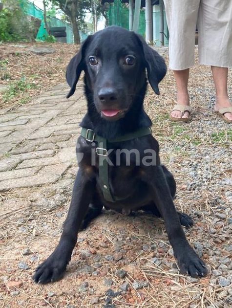 Labrador Retriever Puppies for Sale in Ja-Ela | ikman