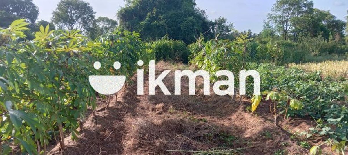 Land For Sale in Dambulla - දඹුල්ලෙන් ඉඩමක් විකිණීමට | ikman