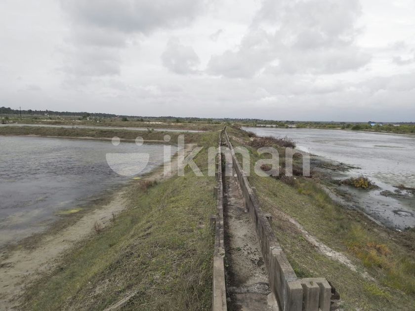 Land for Sale in Madurankuli CL- 674 | ikman