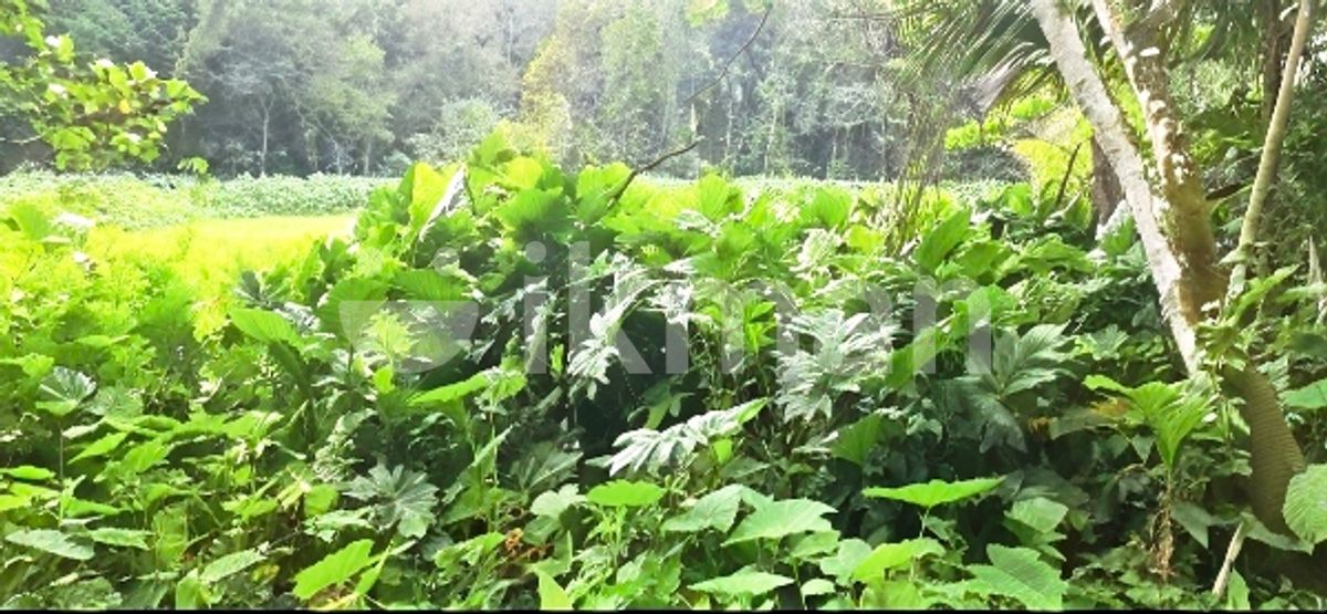 Land for Sale Watareka, Padukka | ikman