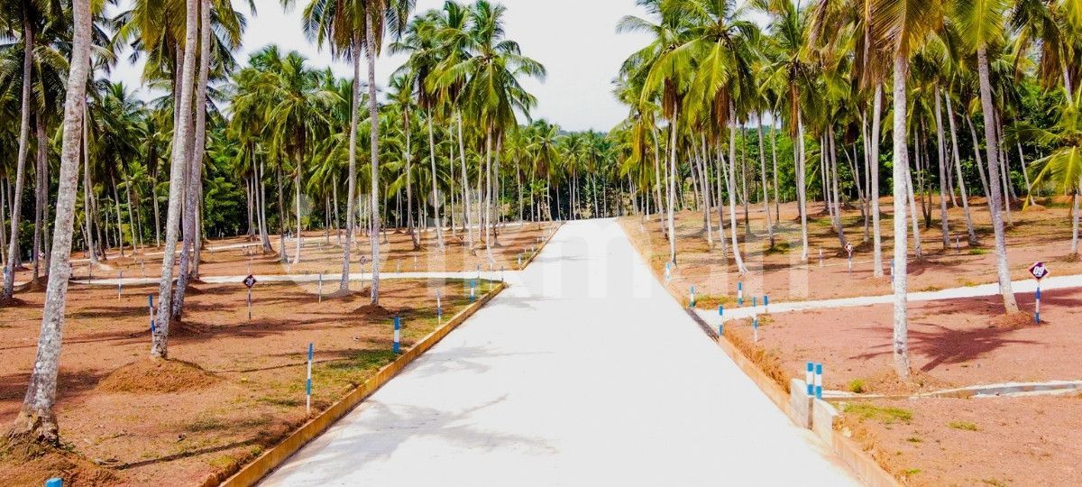 Land In Minuwangoda | ikman
